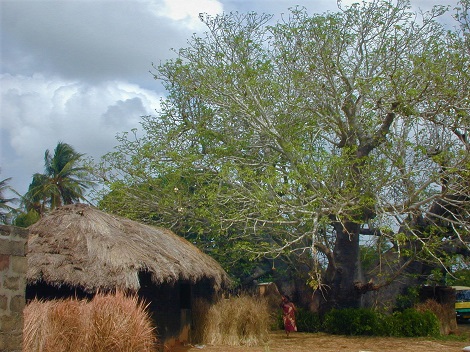 Traditional Hut with Baobab Tree – Felder Rushing's Blog