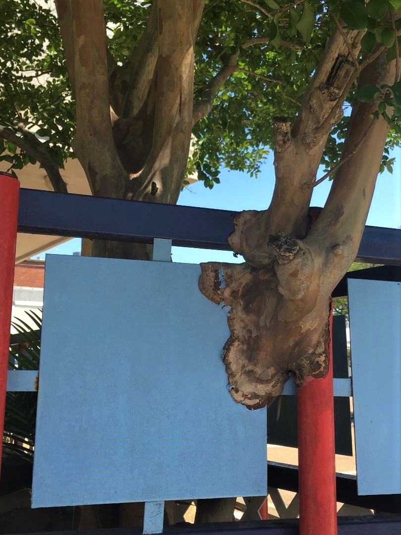 Trees Eating Stuff – Felder Rushing's Blog