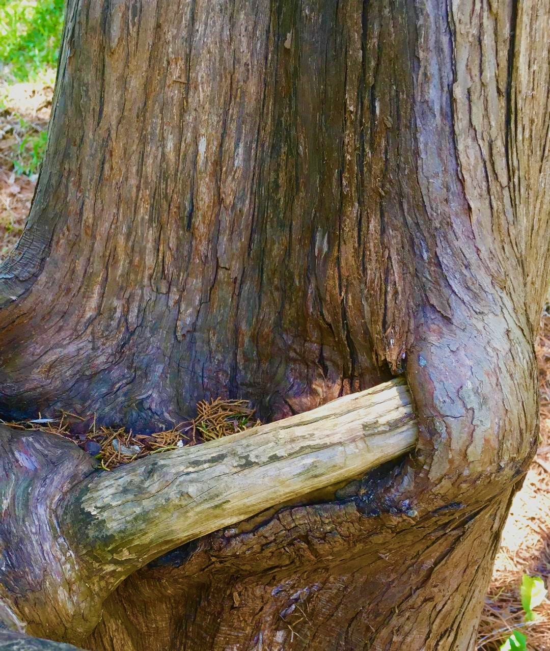 Trees – Felder Rushing's Blog