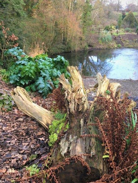 Stumperies – Beautiful Horrors – Felder Rushing's Blog