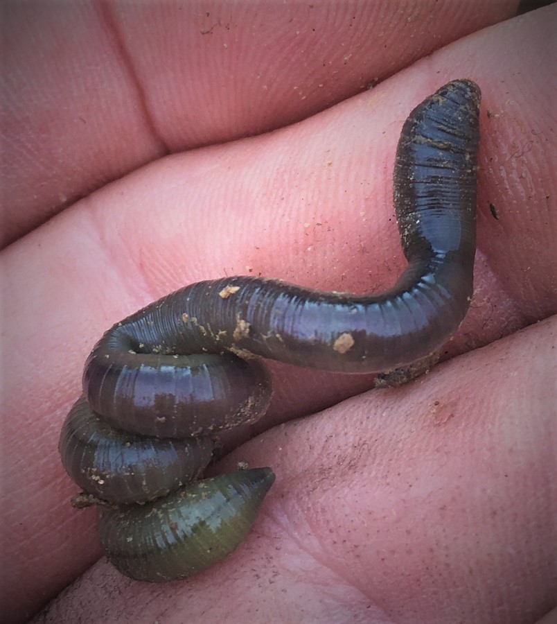 Worming Their Way Into My Affections – Felder Rushing's Blog