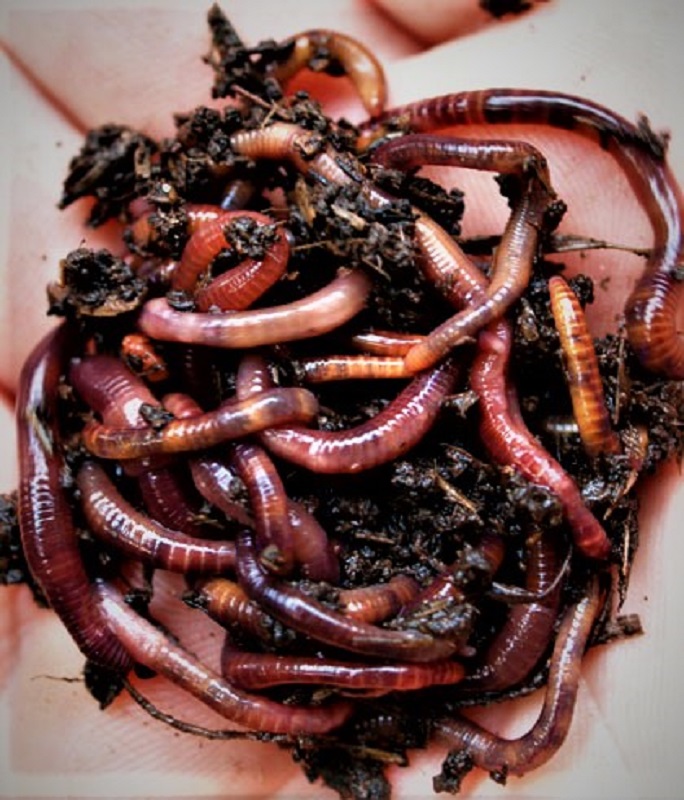 Worming Their Way Into My Affections – Felder Rushing's Blog