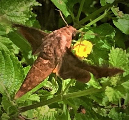 The Dance of Night Flowers – Felder Rushing's Blog