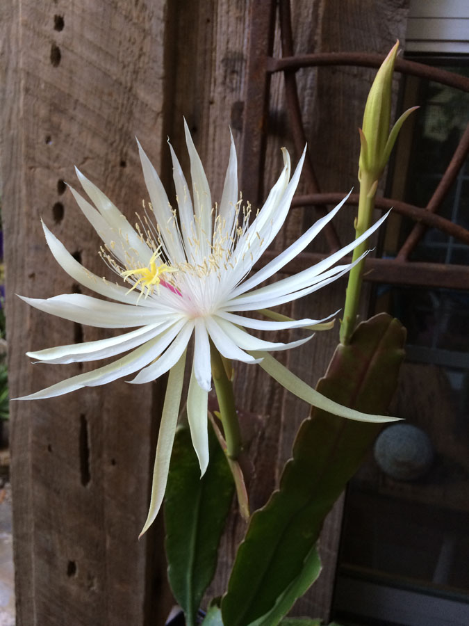 The Dance of Night Flowers – Felder Rushing's Blog