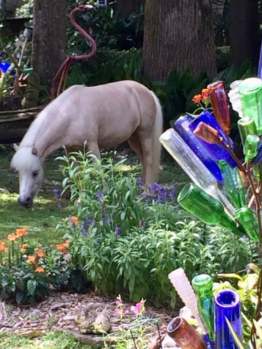 Bottle Trees of Fondren – Felder Rushing's Blog