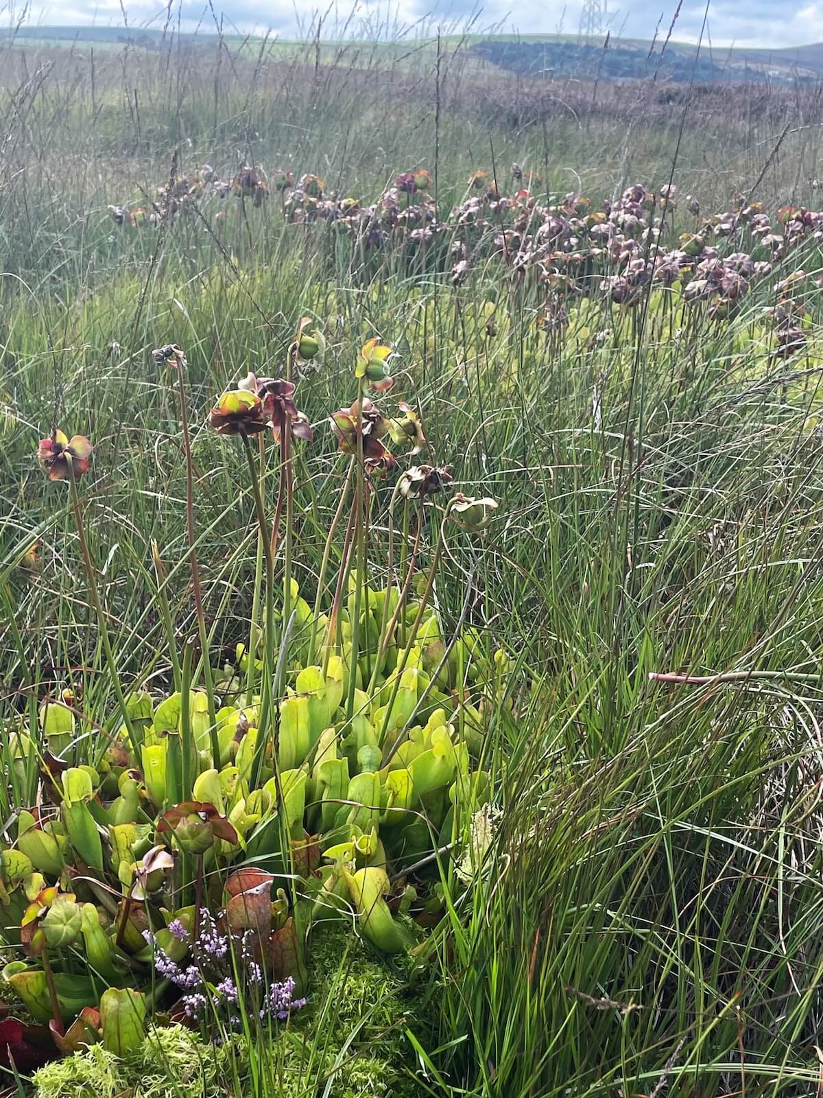 USING PEAT MOSS – Good or Bad? – Felder Rushing's Blog