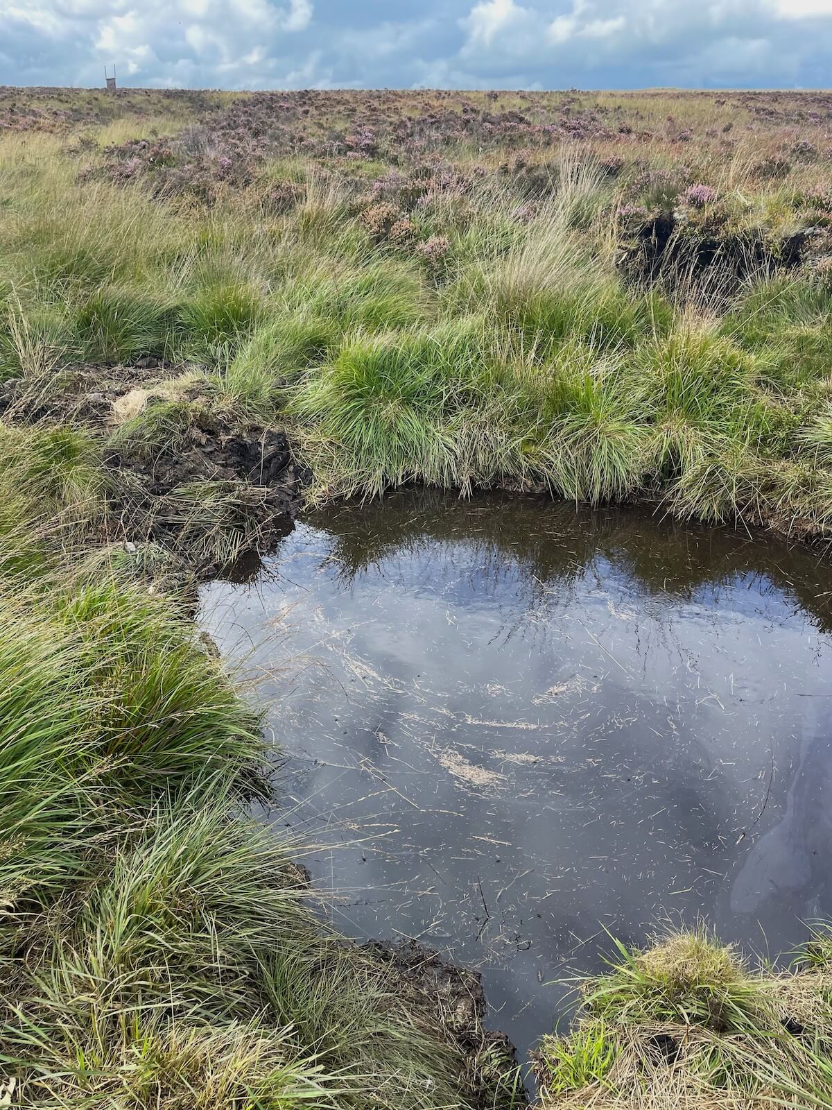 USING PEAT MOSS – Good or Bad? – Felder Rushing's Blog