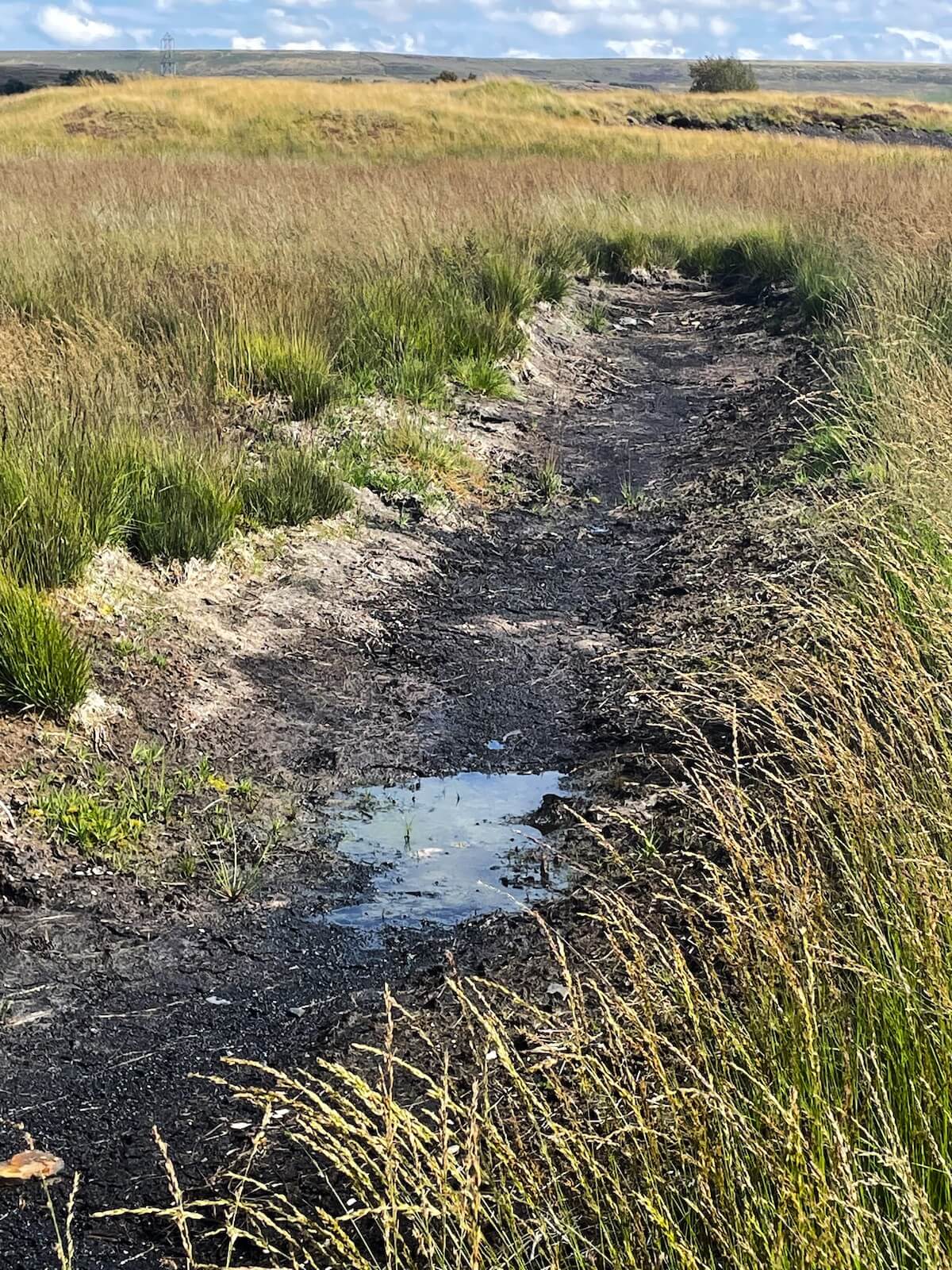 USING PEAT MOSS – Good or Bad? – Felder Rushing's Blog