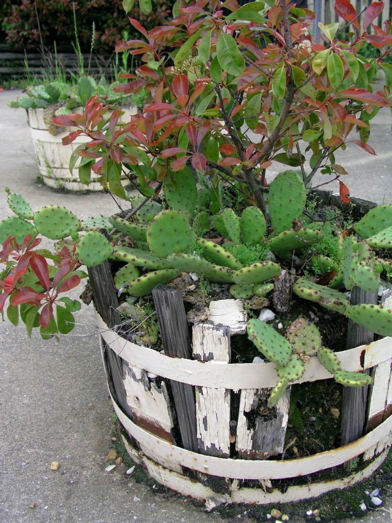 TIRE PLANTER – Rolling with Recycling – Felder Rushing's Blog