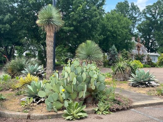 Cold Hardy Succulents for the Southeast – Felder Rushing's Blog